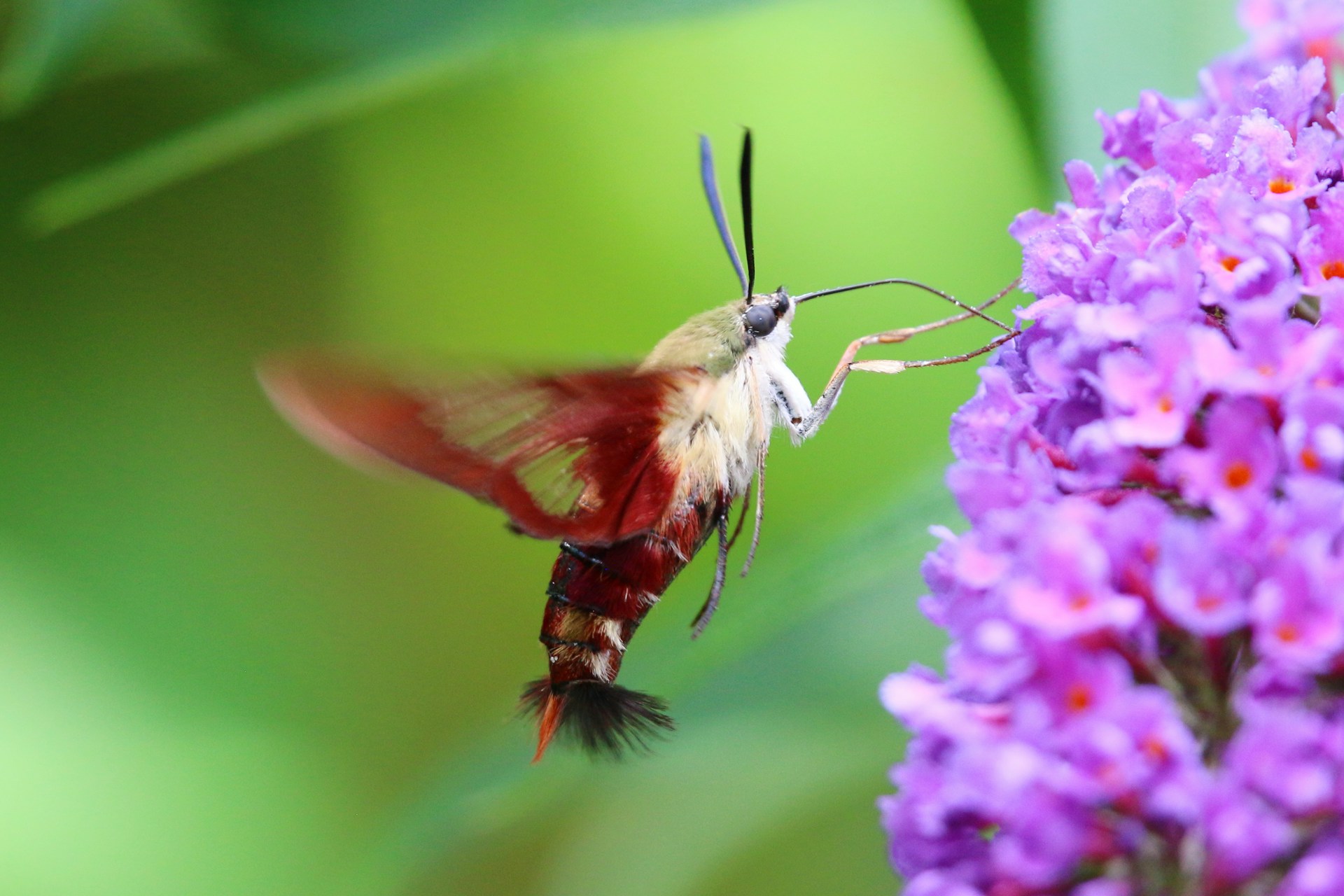 Attract Hummingbird Moths: Essential Plants & Garden Guide